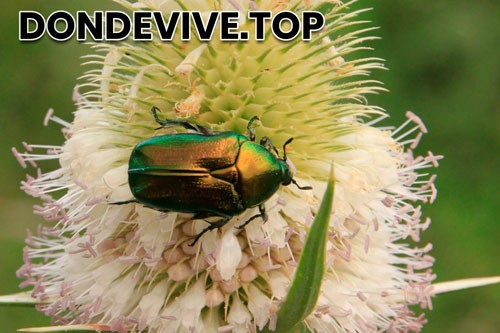 Mayate - escarabajo verde de junio o pipiol (Cotinis mutabilis)
