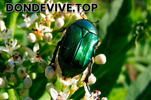 Mayate - escarabajo verde de junio o pipiol (Cotinis mutabilis)